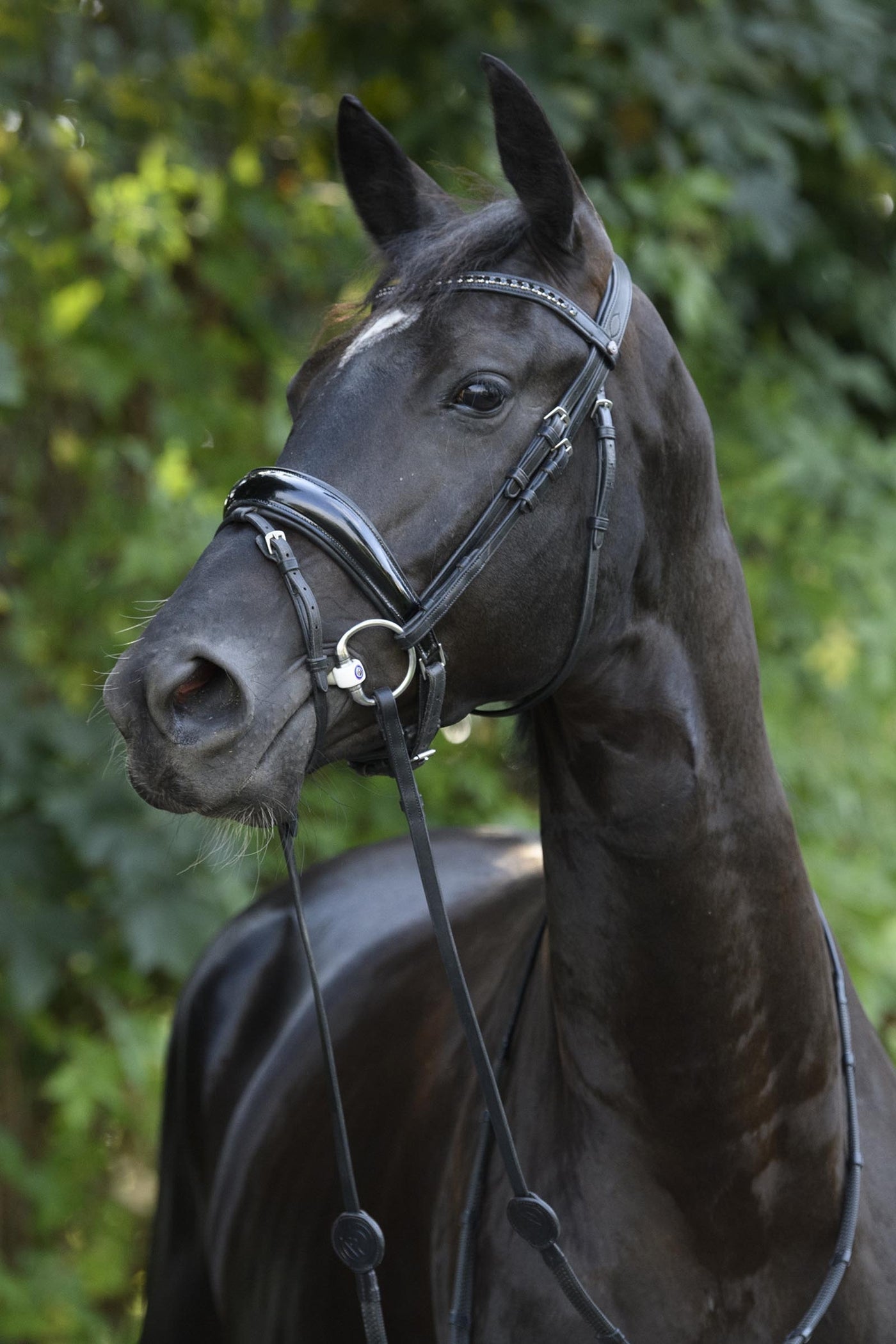 Rotterdam Large Patent Crank Bridle Black/Black C – horze